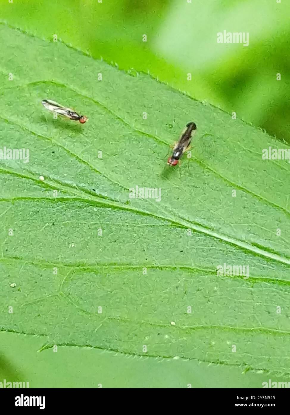 Flies (Diptera) Insecta Stock Photo - Alamy
