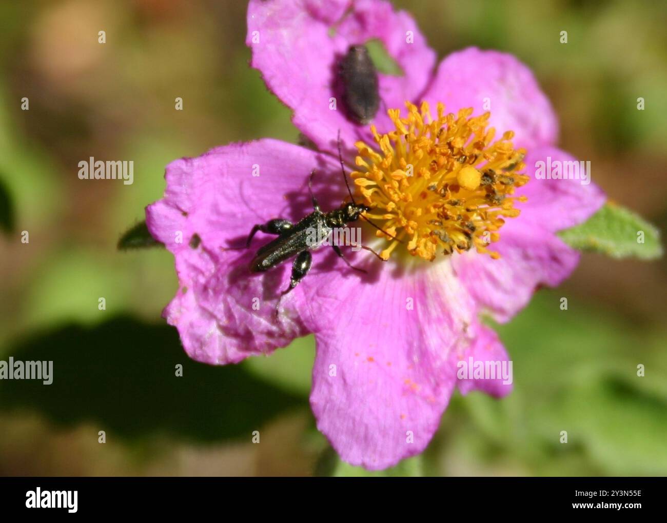 Yellow-legged Thick-legged Flower Beetle (Oedemera flavipes) Insecta ...