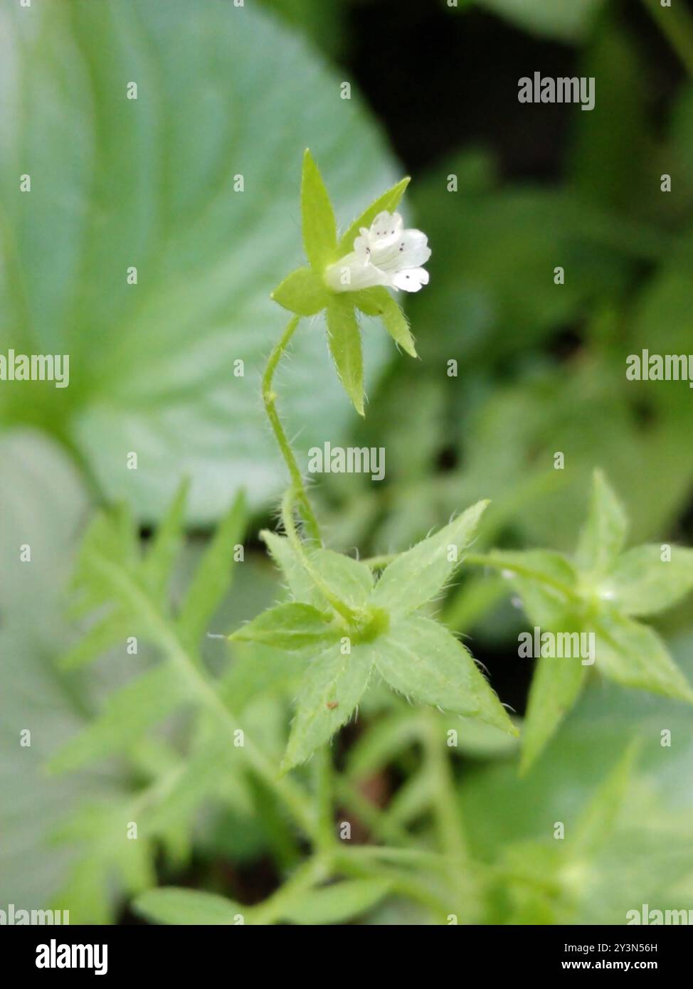 Aunt Lucy (Ellisia nyctelea) Plantae Stock Photo - Alamy