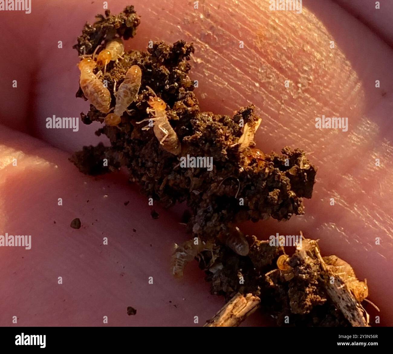 Microcerotermes hi-res stock photography and images - Alamy