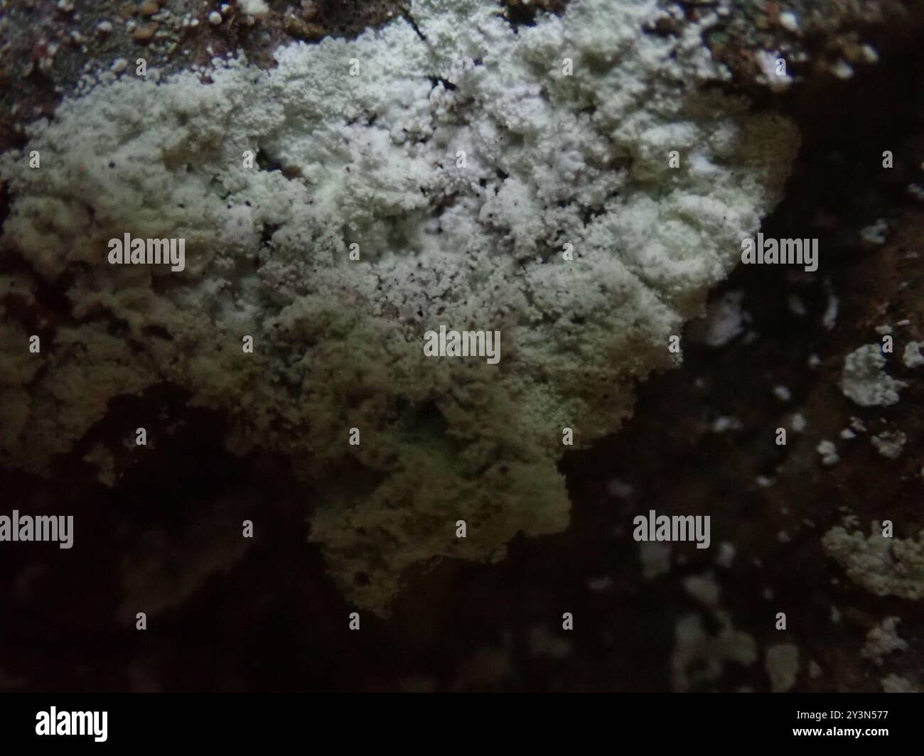 Dust Lichens (Lepraria) Fungi Stock Photo - Alamy