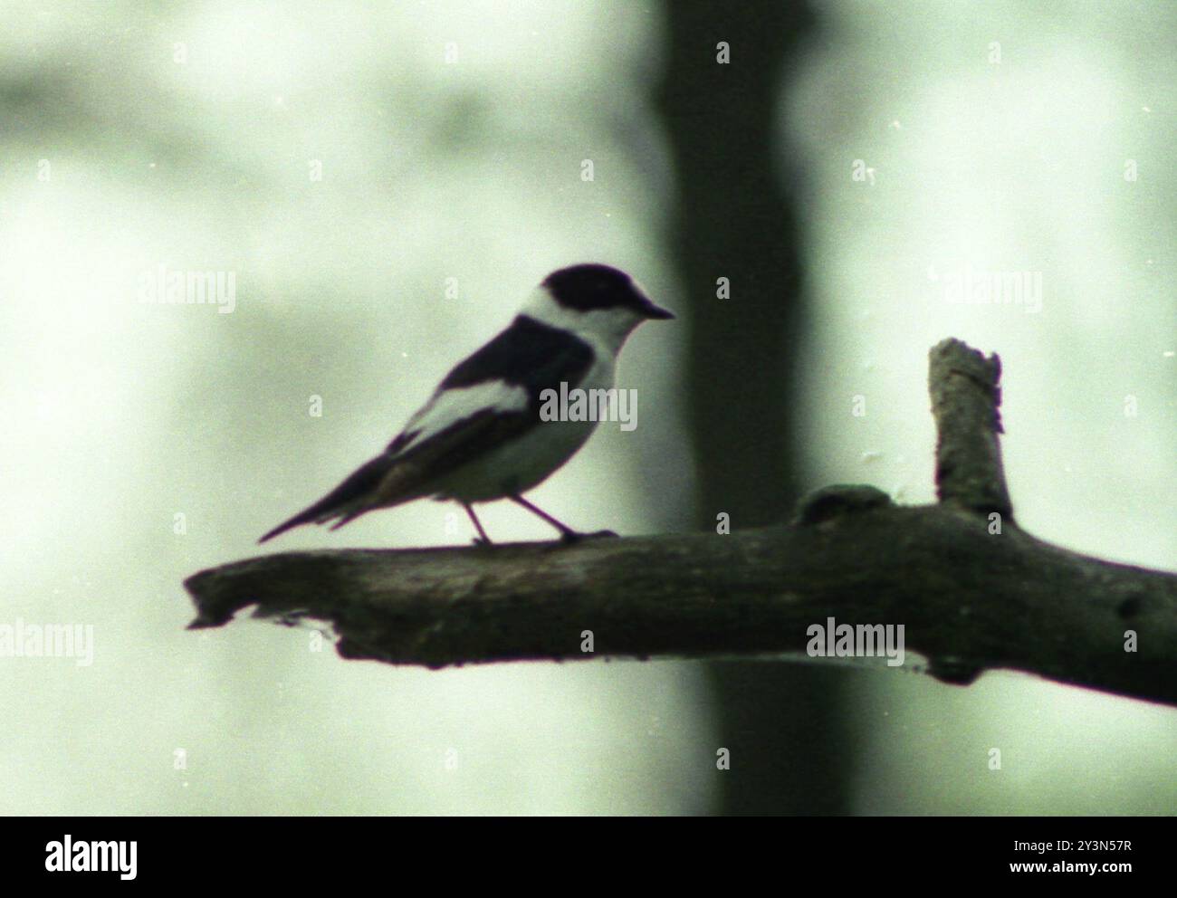 Collared Flycatcher (Ficedula albicollis) Aves Stock Photo - Alamy