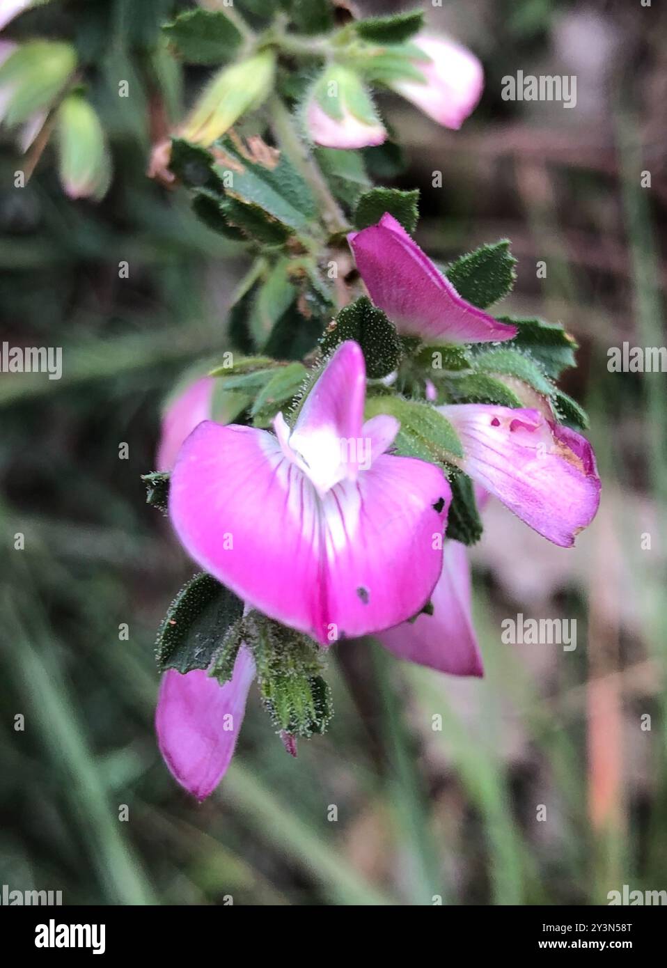 Spiny restharrow (Ononis spinosa) Plantae Stock Photo - Alamy