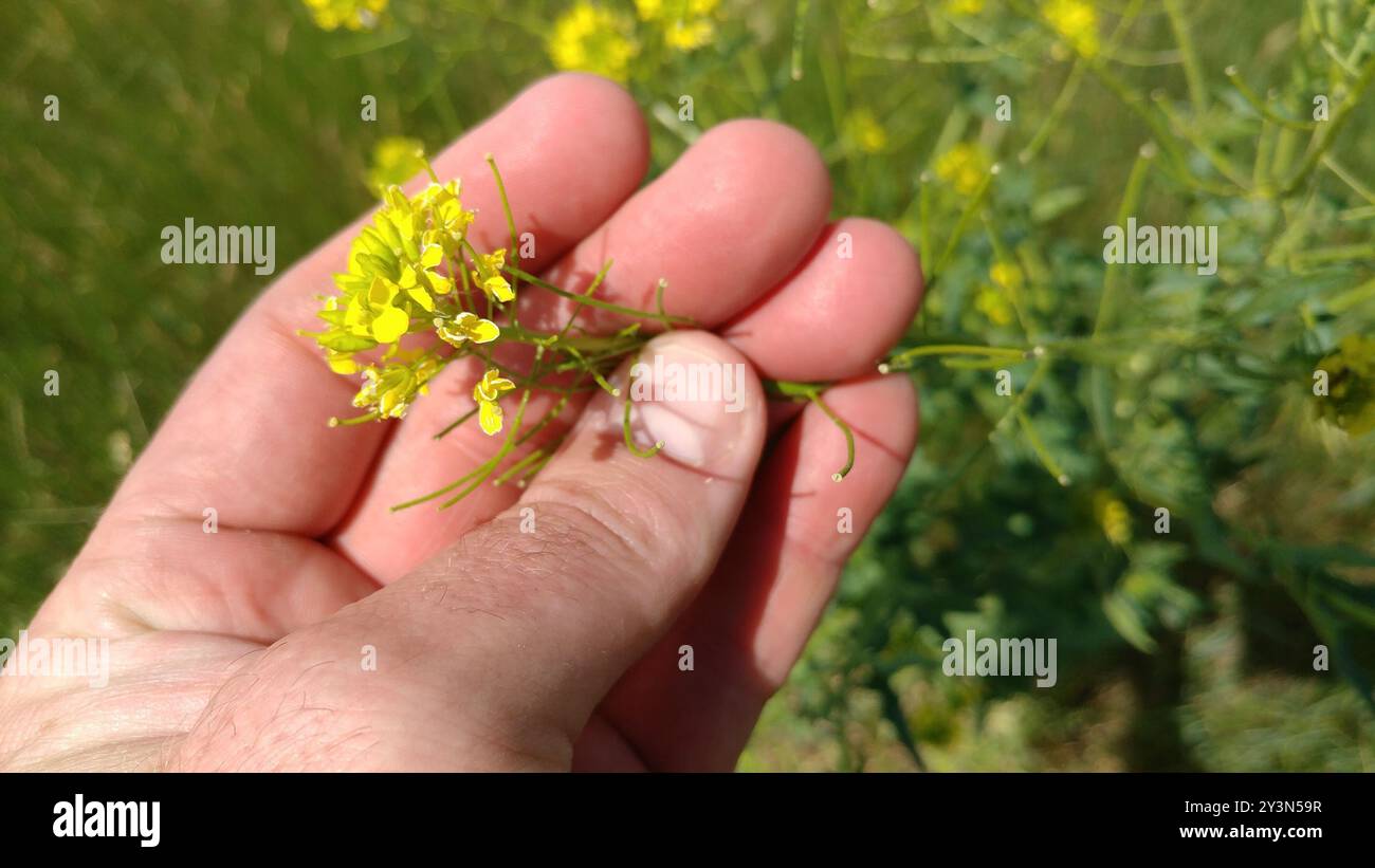 Tall Tumblemustard (Sisymbrium altissimum) Plantae Stock Photo - Alamy