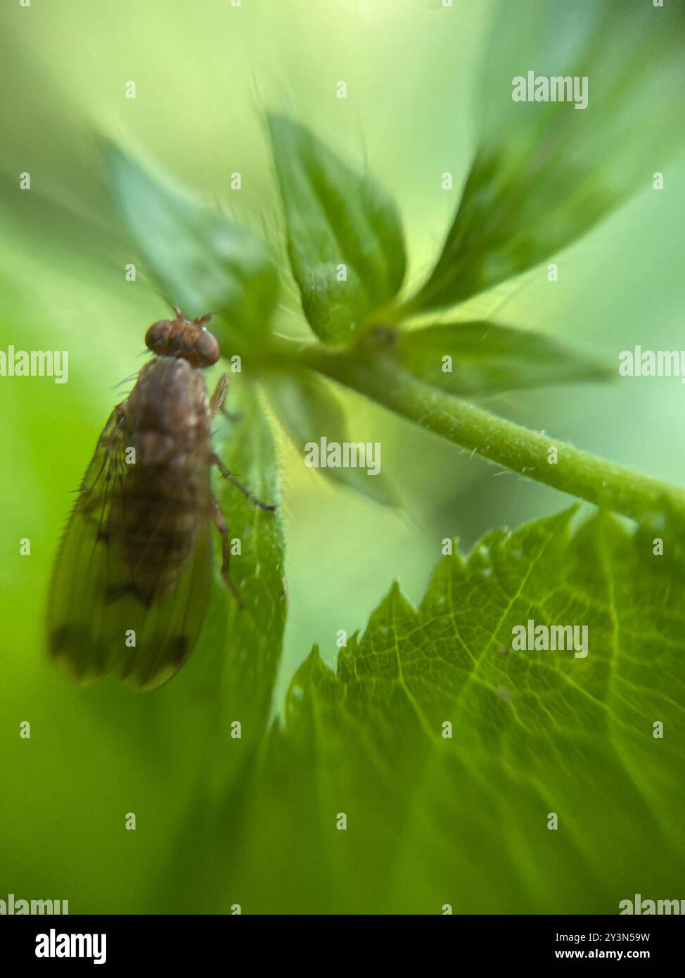 Suillia variegata hi-res stock photography and images - Alamy