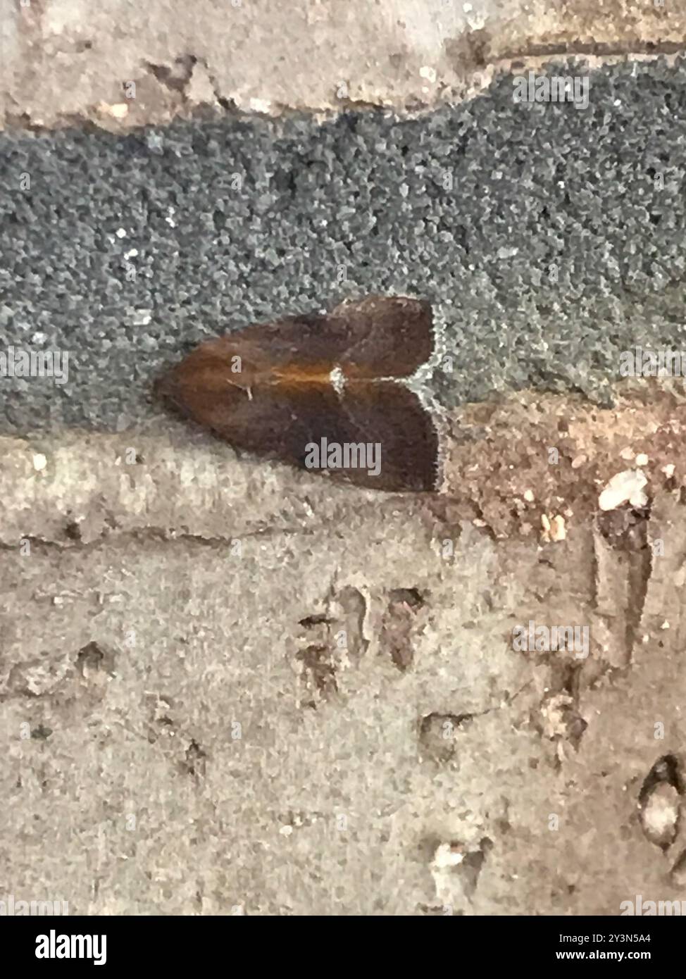 Wedgling Moth (Galgula partita) Insecta Stock Photo - Alamy