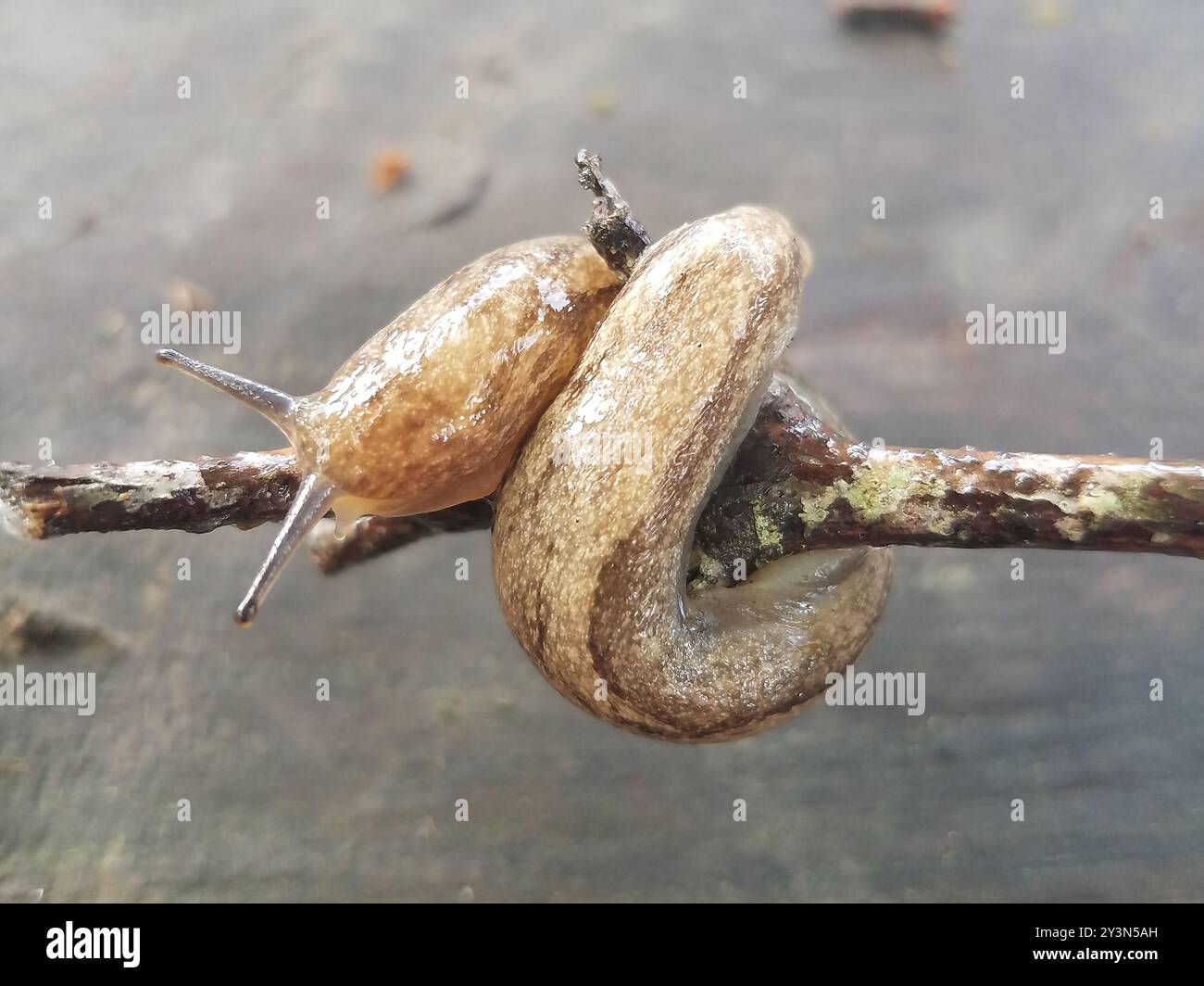 Changeable Mantleslug (Megapallifera mutabilis) Mollusca Stock Photo ...