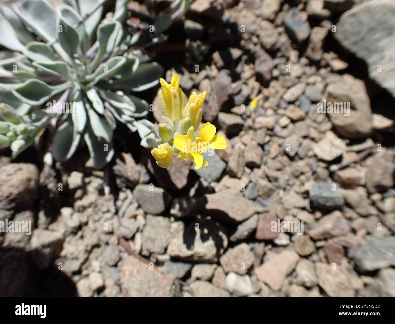 western bladderpod (Physaria occidentalis) Plantae Stock Photo - Alamy