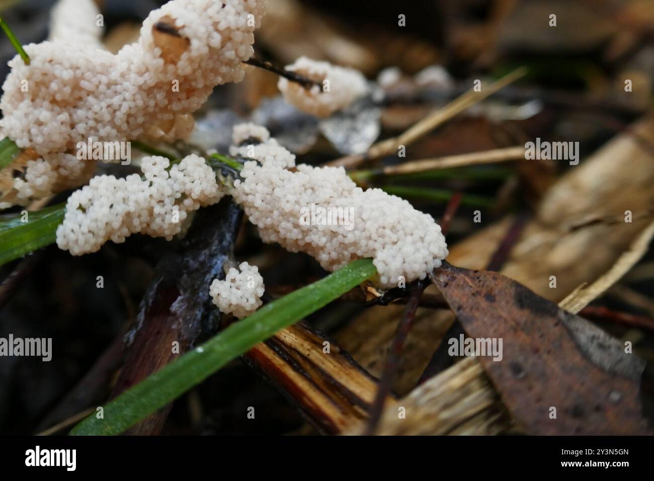 true slime molds (Myxomycetes) Protozoa Stock Photo - Alamy