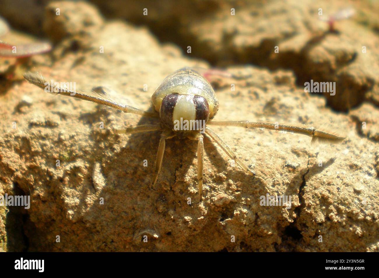 peppered backswimmer (Notonecta maculata) Insecta Stock Photo - Alamy