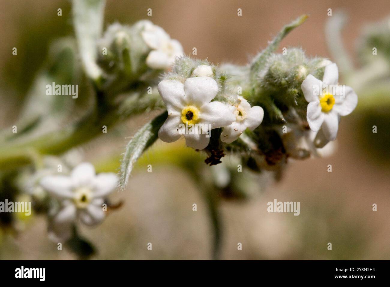 James' Cryptantha (Oreocarya suffruticosa setosa) Plantae Stock Photo ...
