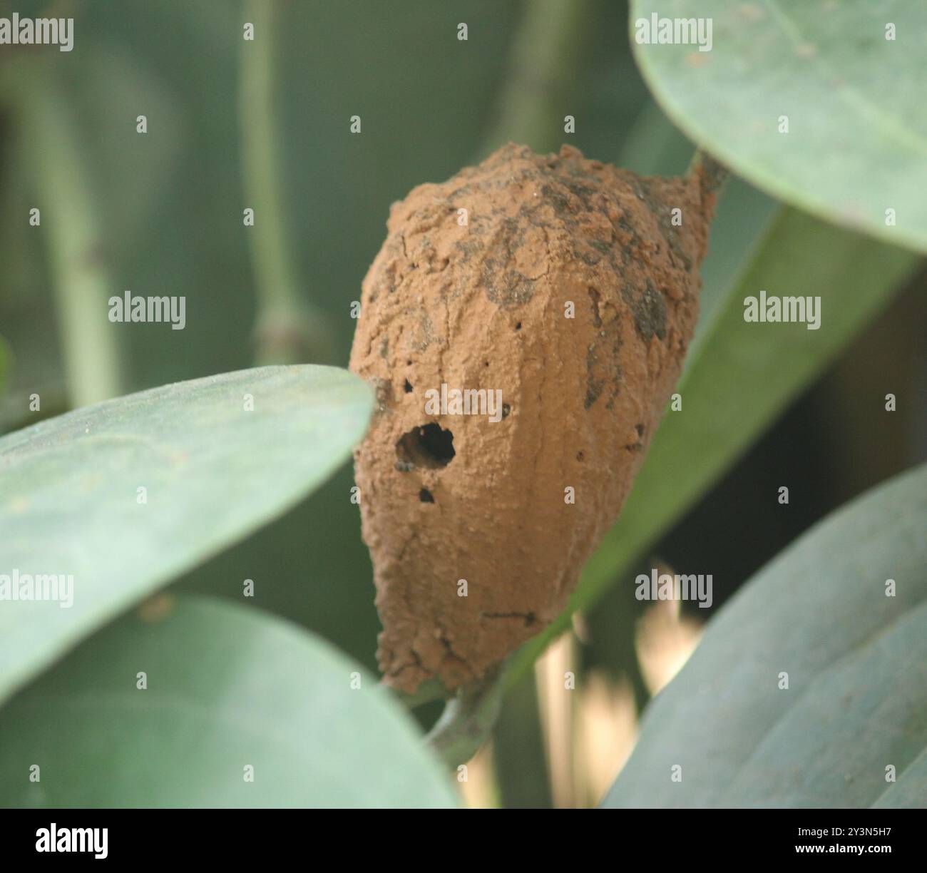 Ants, Bees, and Stinging Wasps (Aculeata) Insecta Stock Photo - Alamy