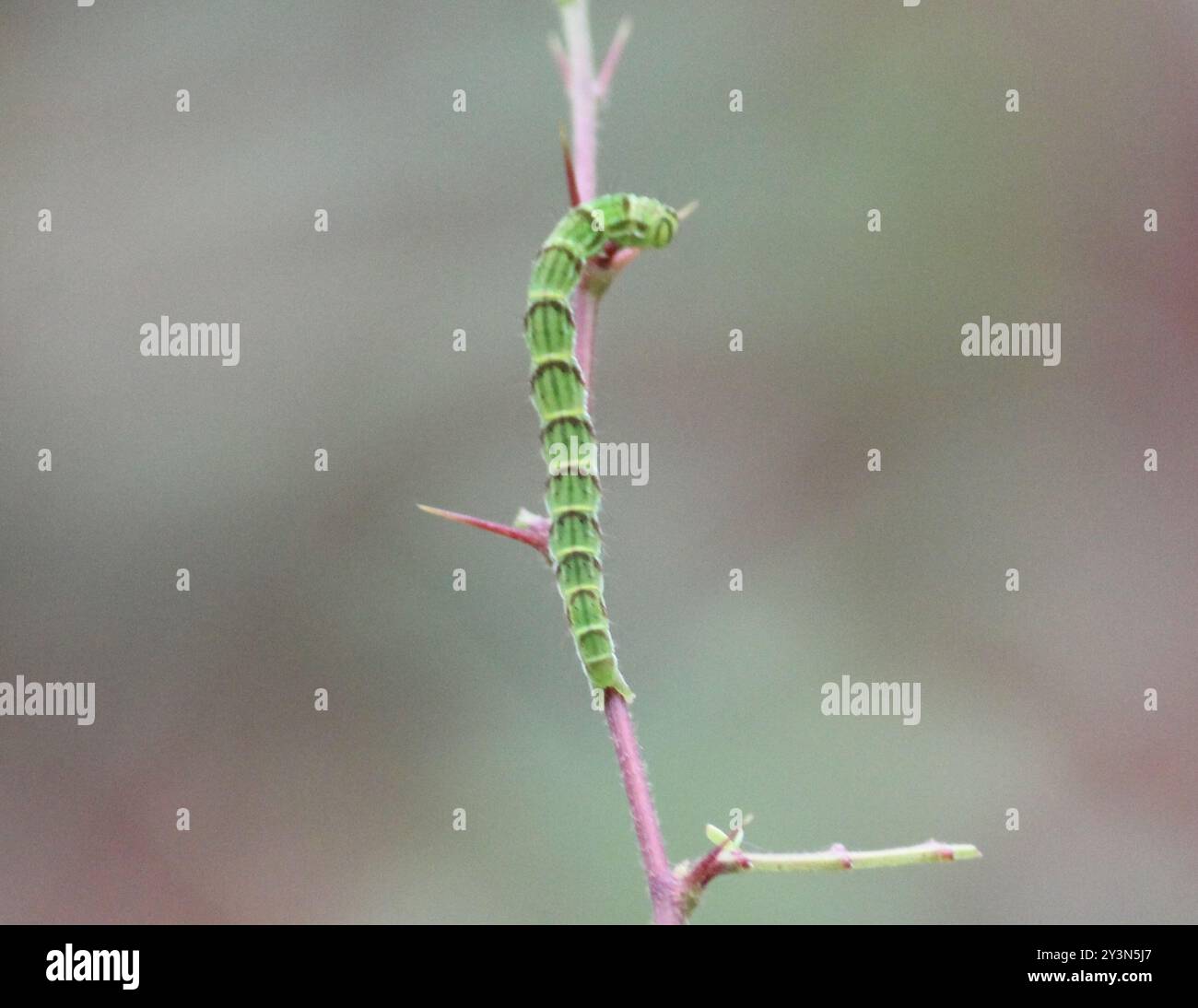 Cross-line Wave Moth (Traminda aventiaria) Insecta Stock Photo - Alamy