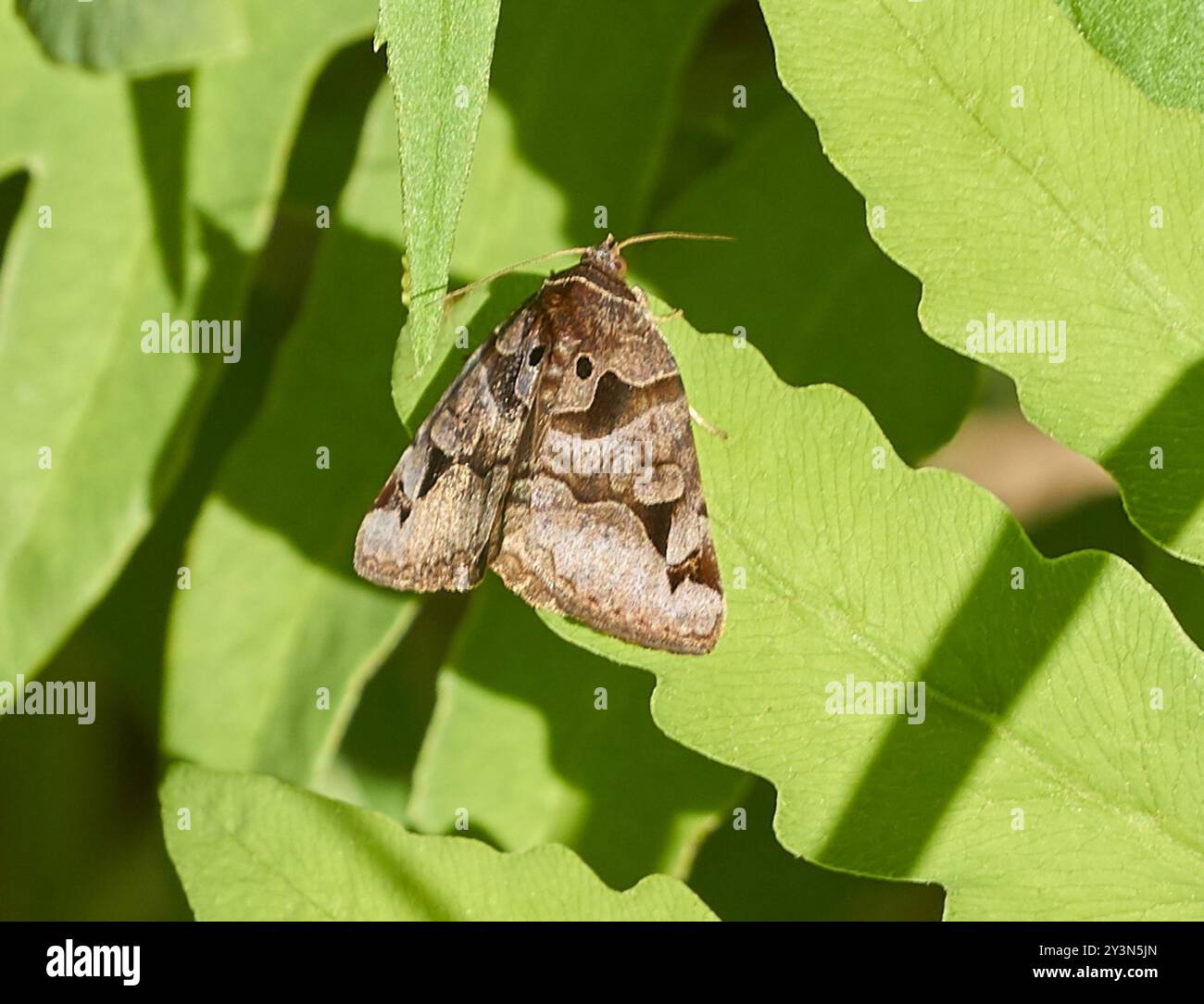 Toothed Somberwing (Euclidia cuspidea) Insecta Stock Photo - Alamy