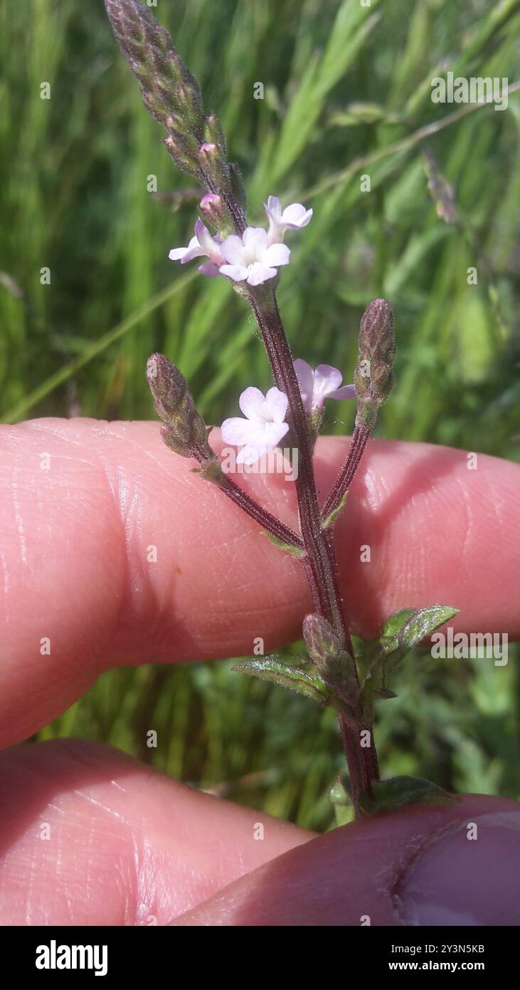 Common vervain (Verbena officinalis) Plantae Stock Photo - Alamy