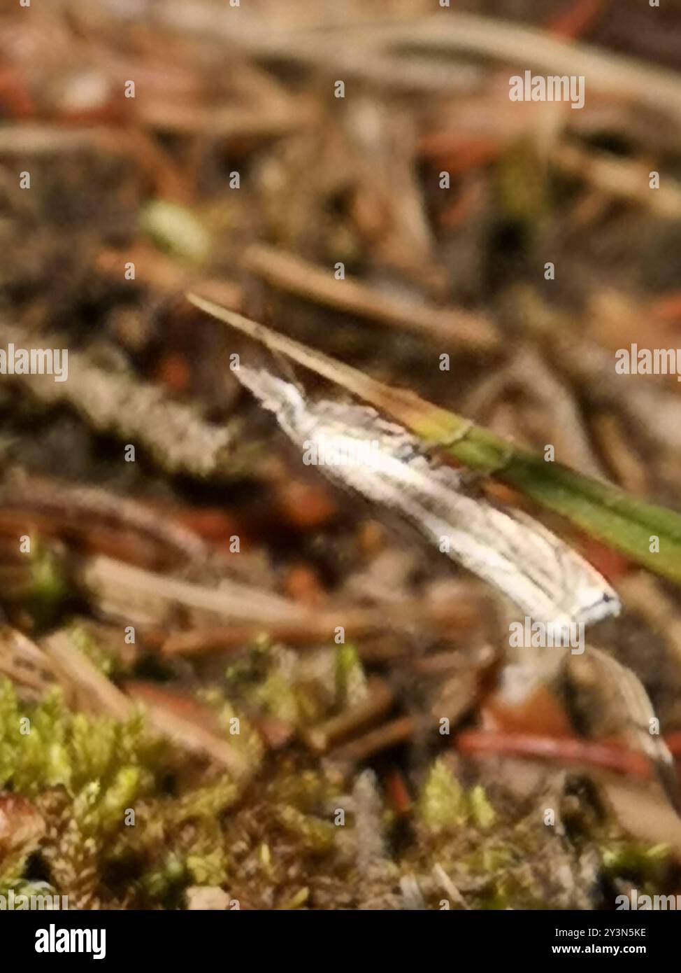 Hook-streaked Grass-veneer (Crambus lathoniellus) Insecta Stock Photo ...