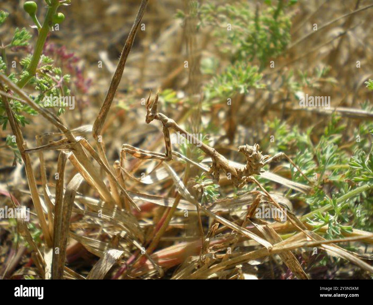 Mediterranean Conehead Mantis (Empusa pennata) Insecta Stock Photo - Alamy