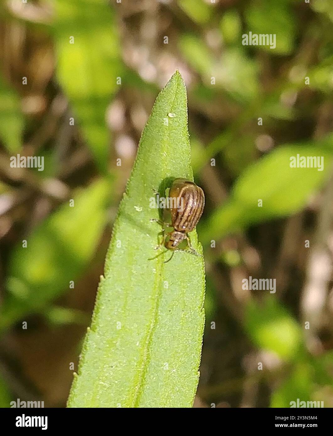 Crowded Flea Beetle (Ophraella conferta) Insecta Stock Photo - Alamy