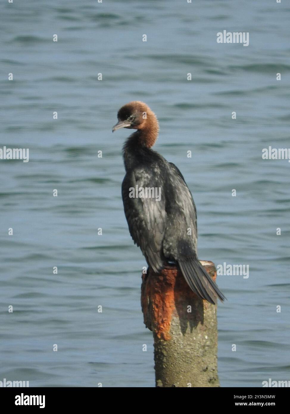 Pygmy Cormorant (Microcarbo pygmaeus) Aves Stock Photo - Alamy