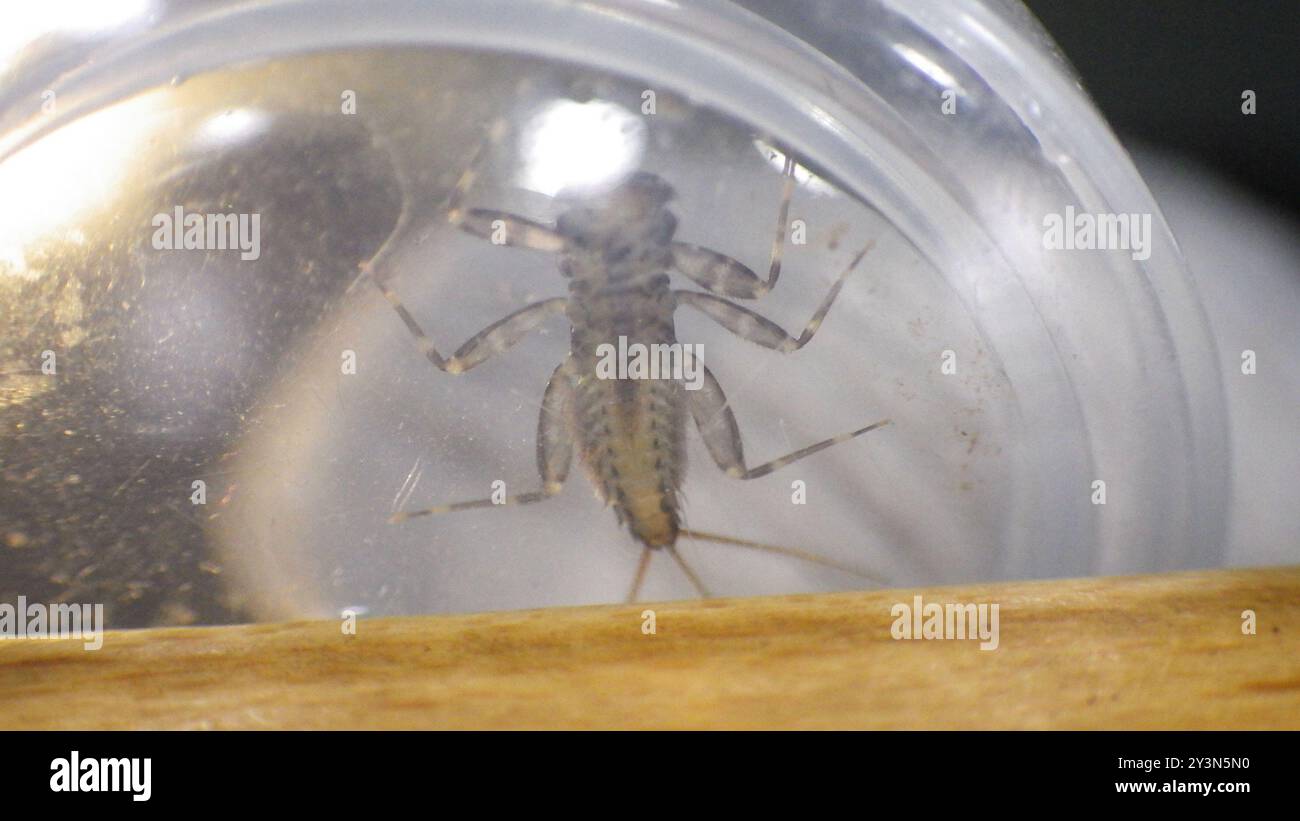 Orange Cahill (Stenacron interpunctatum) Insecta Stock Photo - Alamy