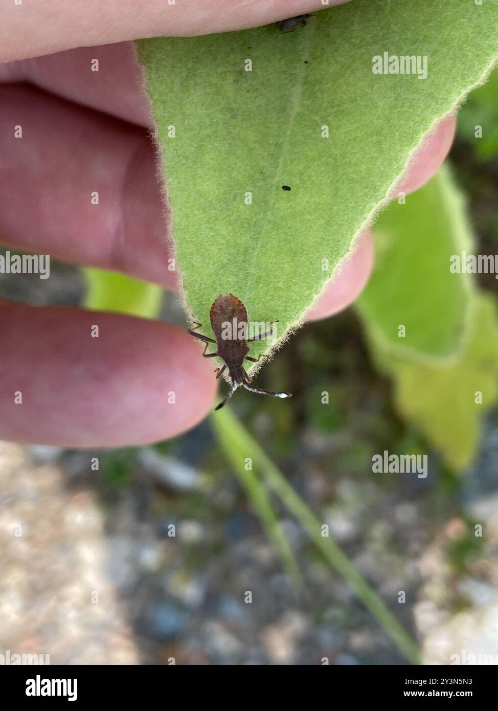 Denticulate Leatherbug (Coriomeris denticulatus) Insecta Stock Photo ...