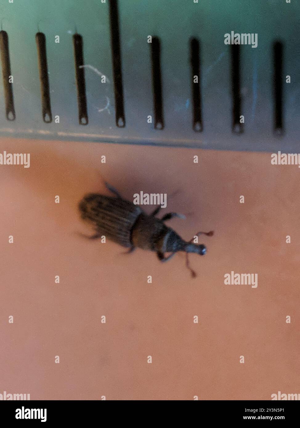 American Billbug Weevil (Dryophthorus americanus) Insecta Stock Photo ...