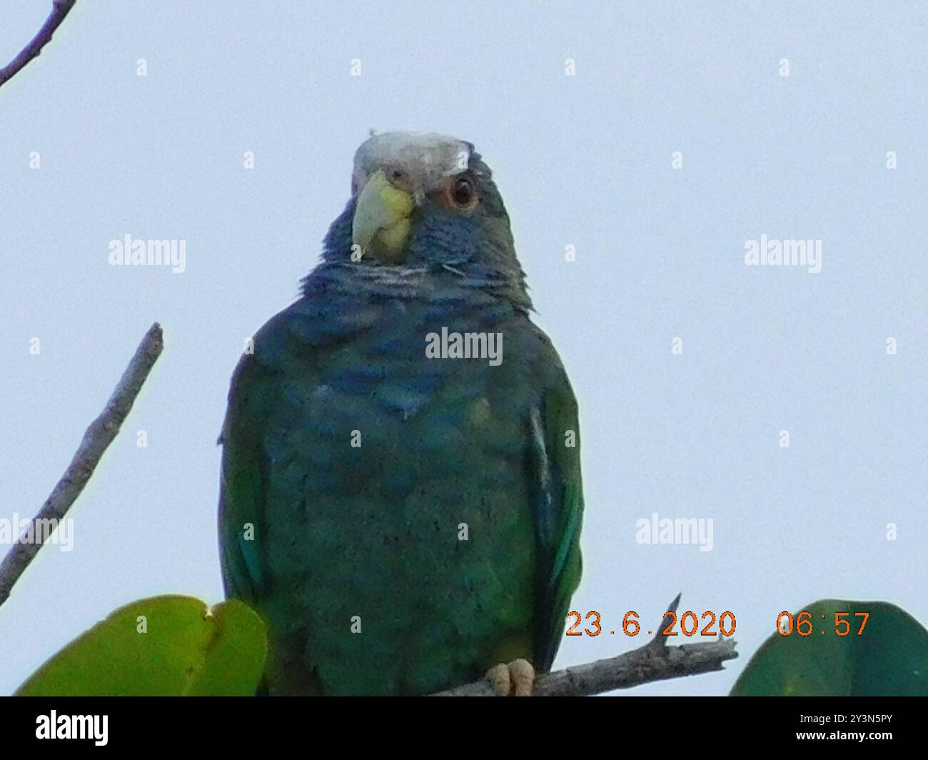White-crowned Parrot (Pionus senilis) Aves Stock Photo - Alamy