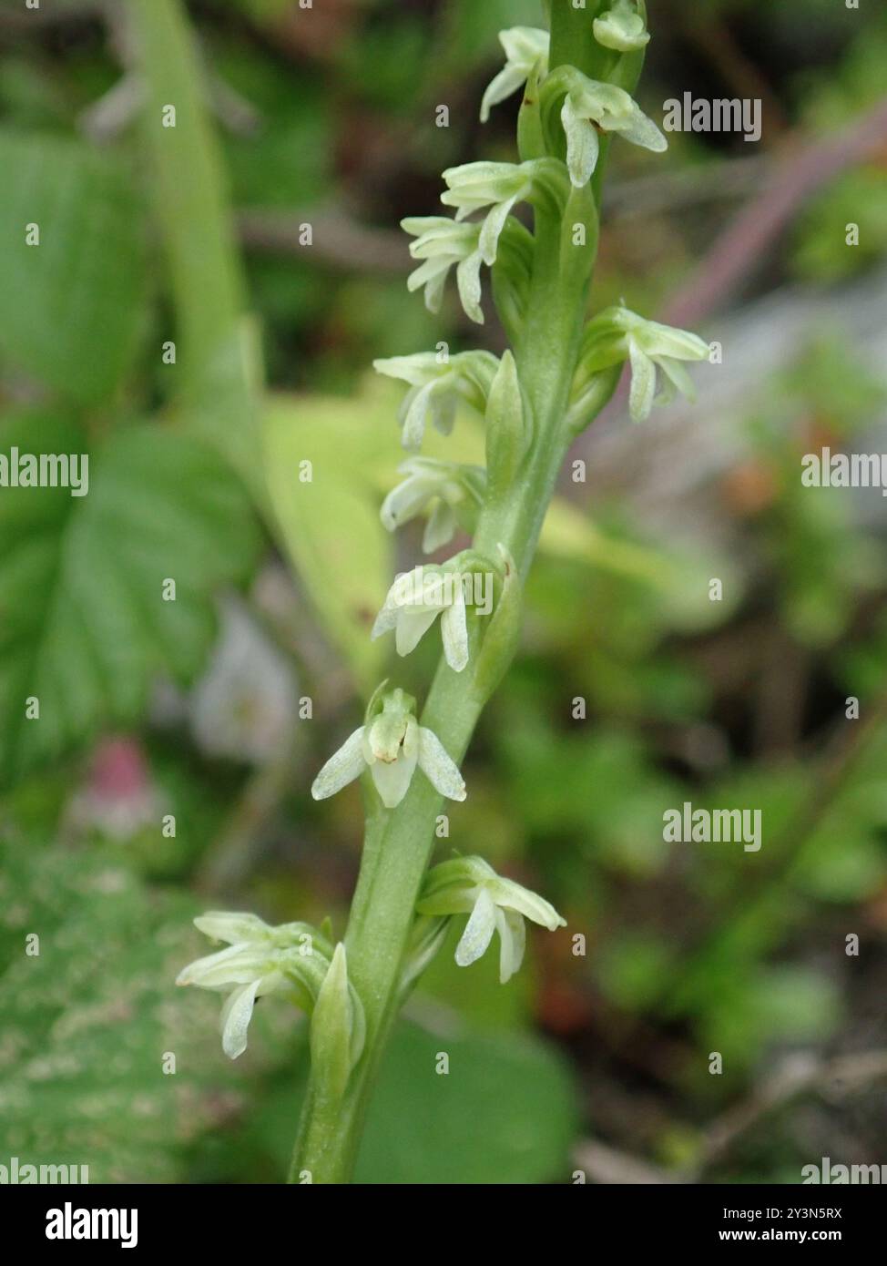 Whiteflower Rein Orchid (Platanthera ephemerantha) Plantae Stock Photo ...
