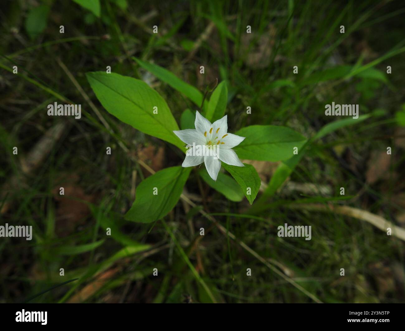 Arctic Starflower (Lysimachia europaea) Plantae Stock Photo - Alamy