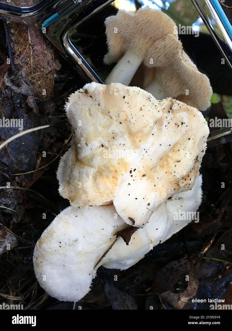 Wood Hedgehog (Hydnum repandum) Fungi Stock Photo - Alamy