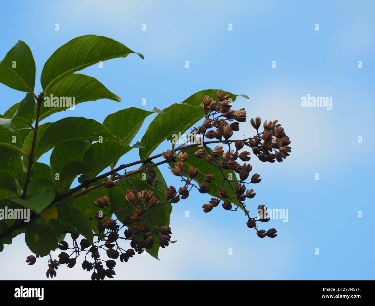 Subcostate Crape Myrtle (Lagerstroemia subcostata) Plantae Stock Photo ...