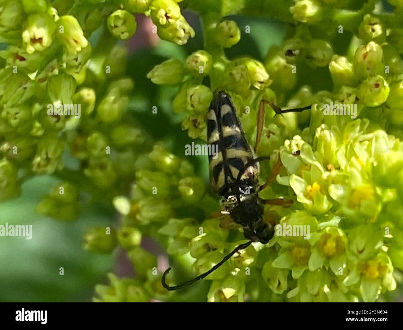 Zebra Longhorn Beetle (Typocerus zebra) Insecta Stock Photo - Alamy