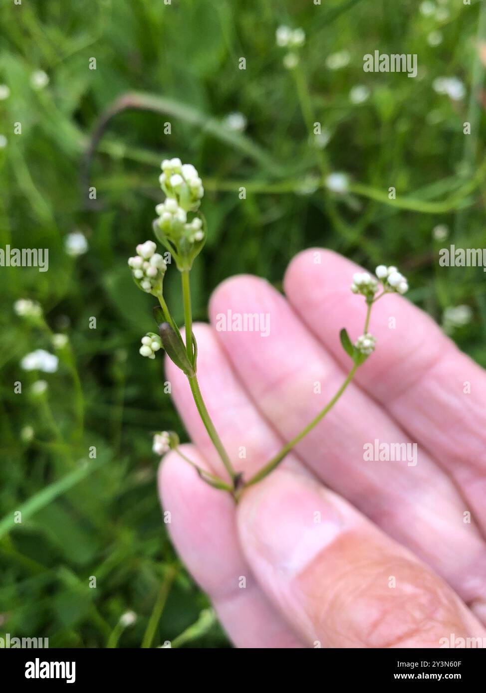 Common Marsh-bedstraw (Galium palustre) Plantae Stock Photo - Alamy