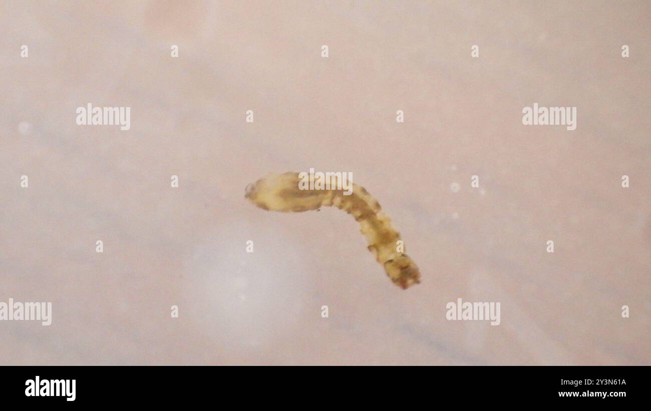 Black Flies (Simuliidae) Insecta Stock Photo - Alamy