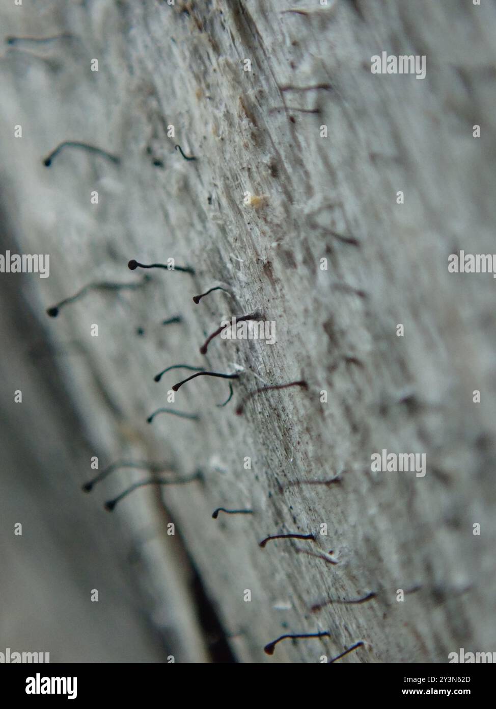 Snag Pin (Mycocalicium subtile) Fungi Stock Photo - Alamy