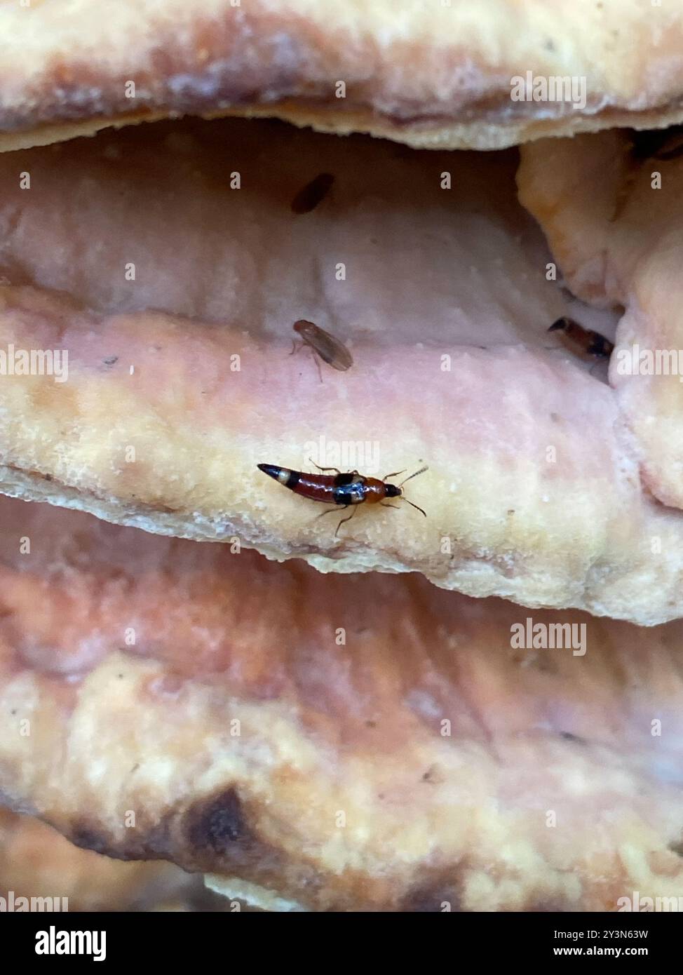 Lunar rove beetle hi-res stock photography and images - Alamy