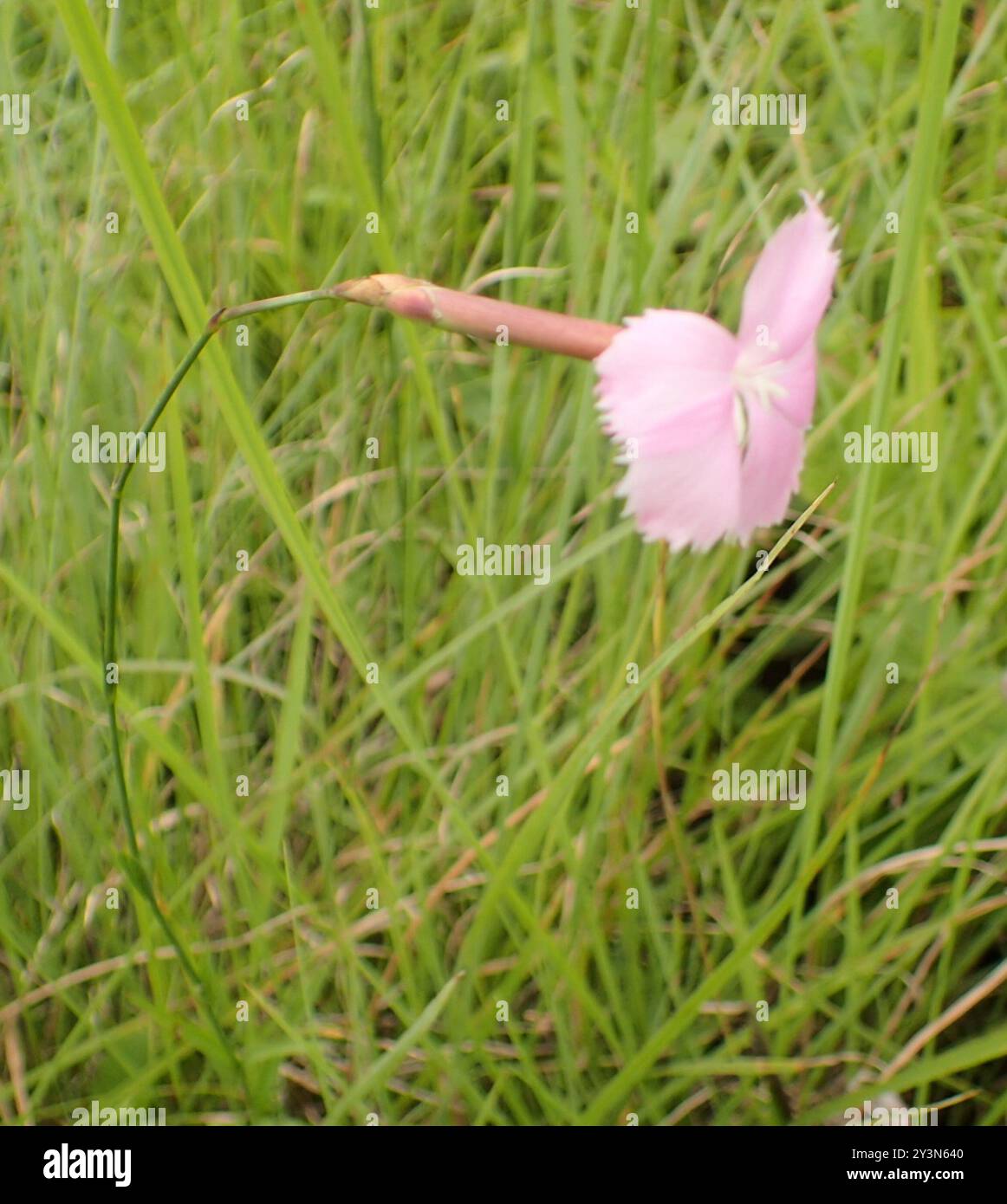 African Pink (Dianthus zeyheri) Plantae Stock Photo - Alamy