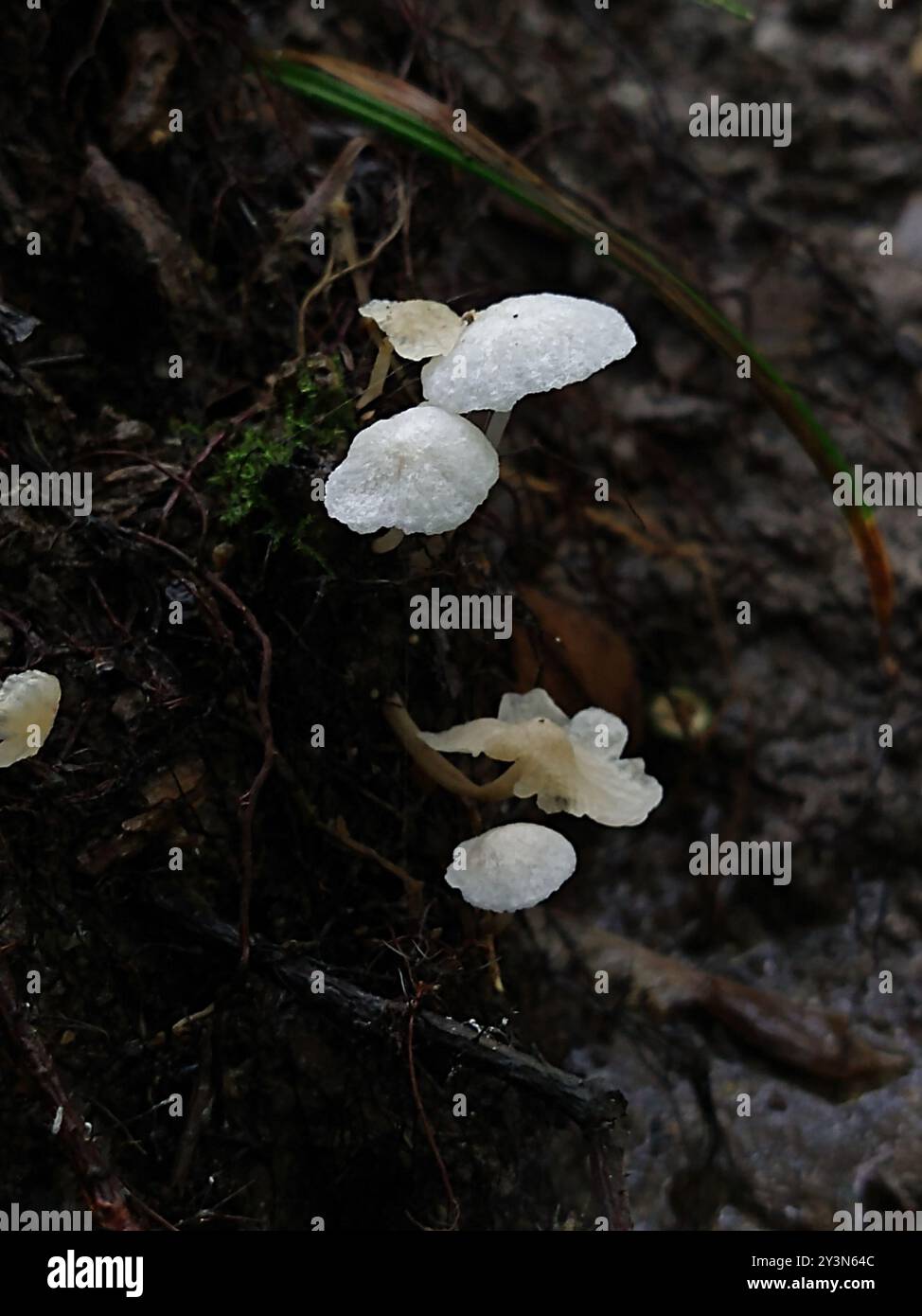 Fairy Parachutes (Marasmiellus candidus) Fungi Stock Photo - Alamy