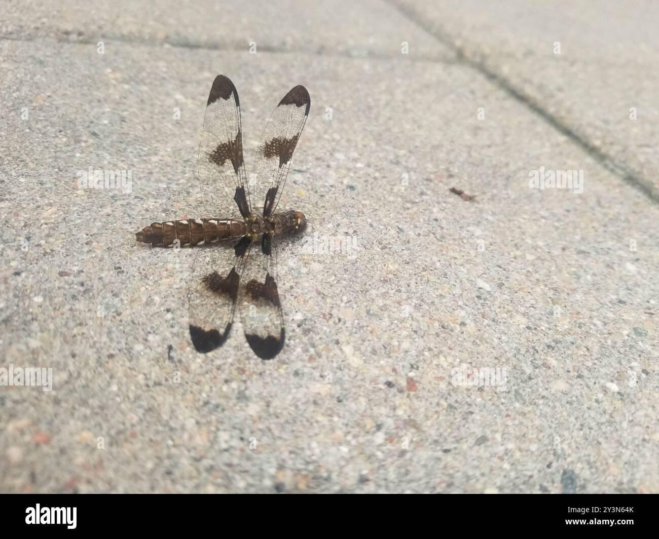 Common Whitetail (Plathemis lydia) Insecta Stock Photo - Alamy