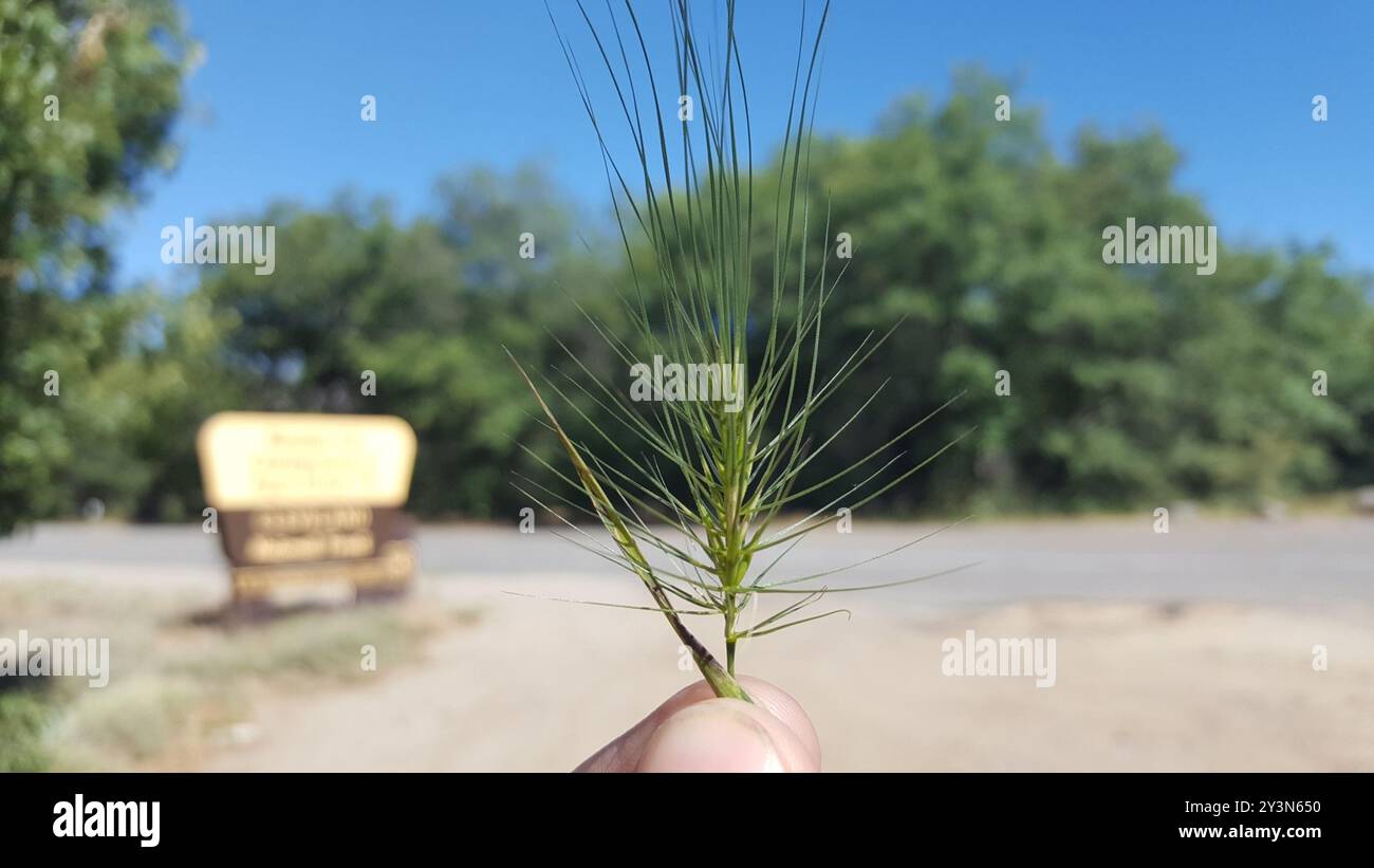 medusa head (Taeniatherum caput-medusae) Plantae Stock Photo - Alamy