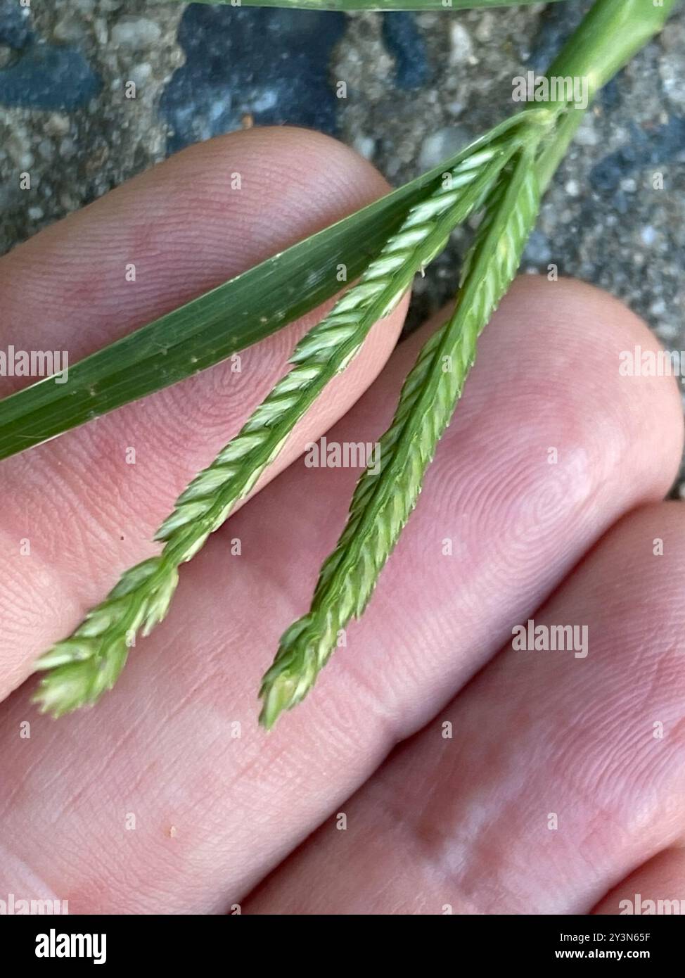 Goose Grass (Eleusine indica) Plantae Stock Photo - Alamy