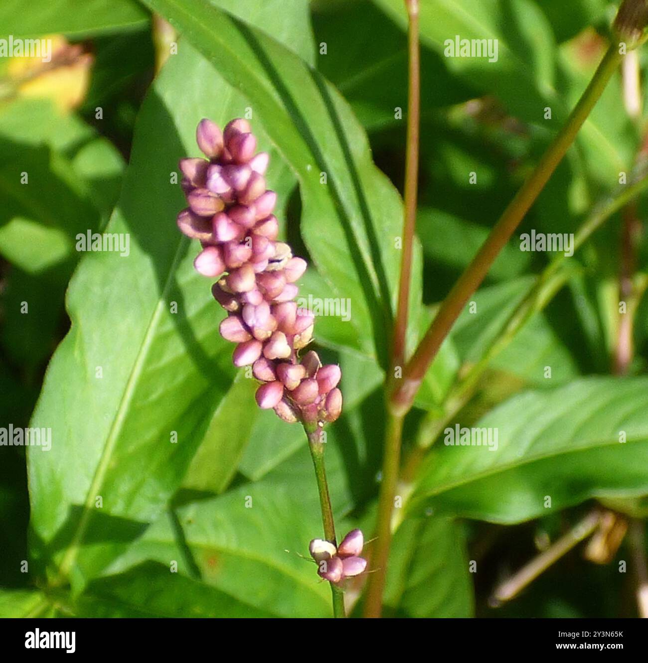 low smartweed (Persicaria longiseta) Plantae Stock Photo - Alamy