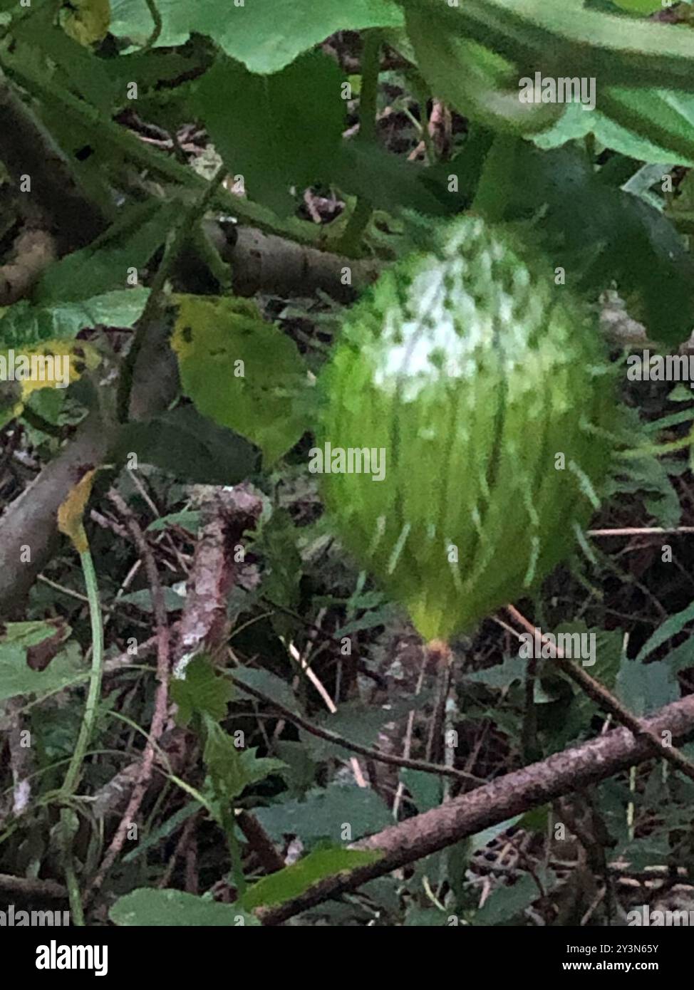 coastal manroot (Marah oregana) Plantae Stock Photo - Alamy