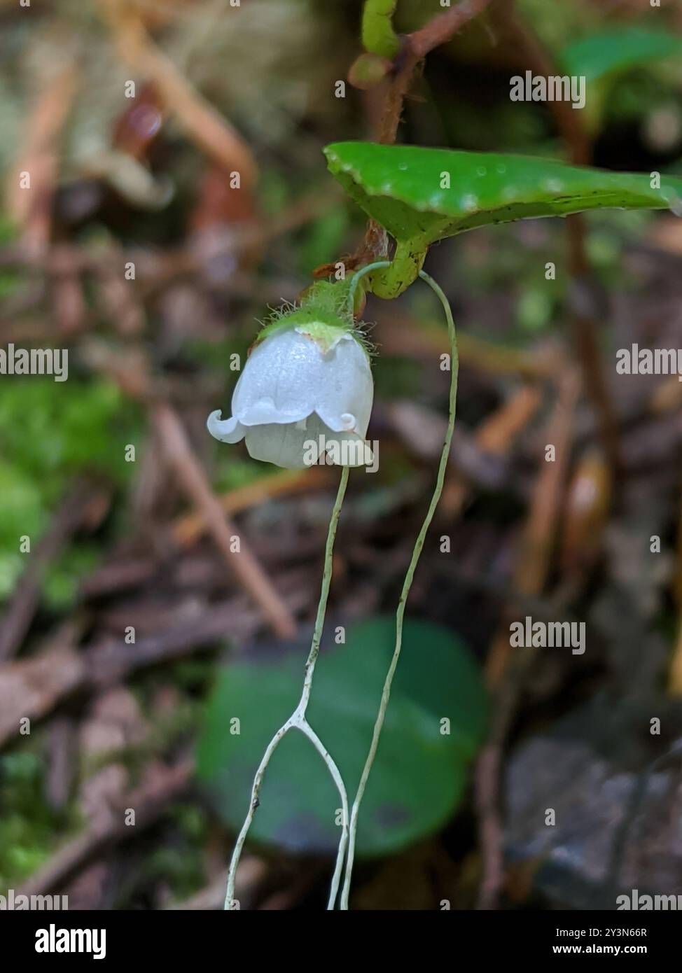 vascular plants (Tracheophyta) Plantae Stock Photo - Alamy