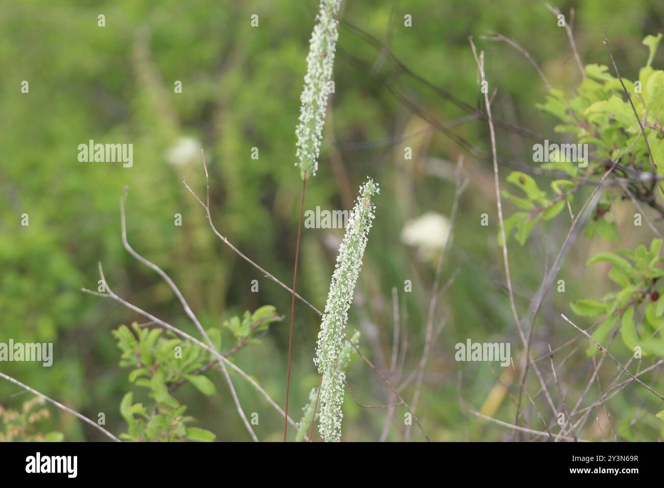 Purple-stem Cat's-tail (Phleum phleoides) Plantae Stock Photo - Alamy