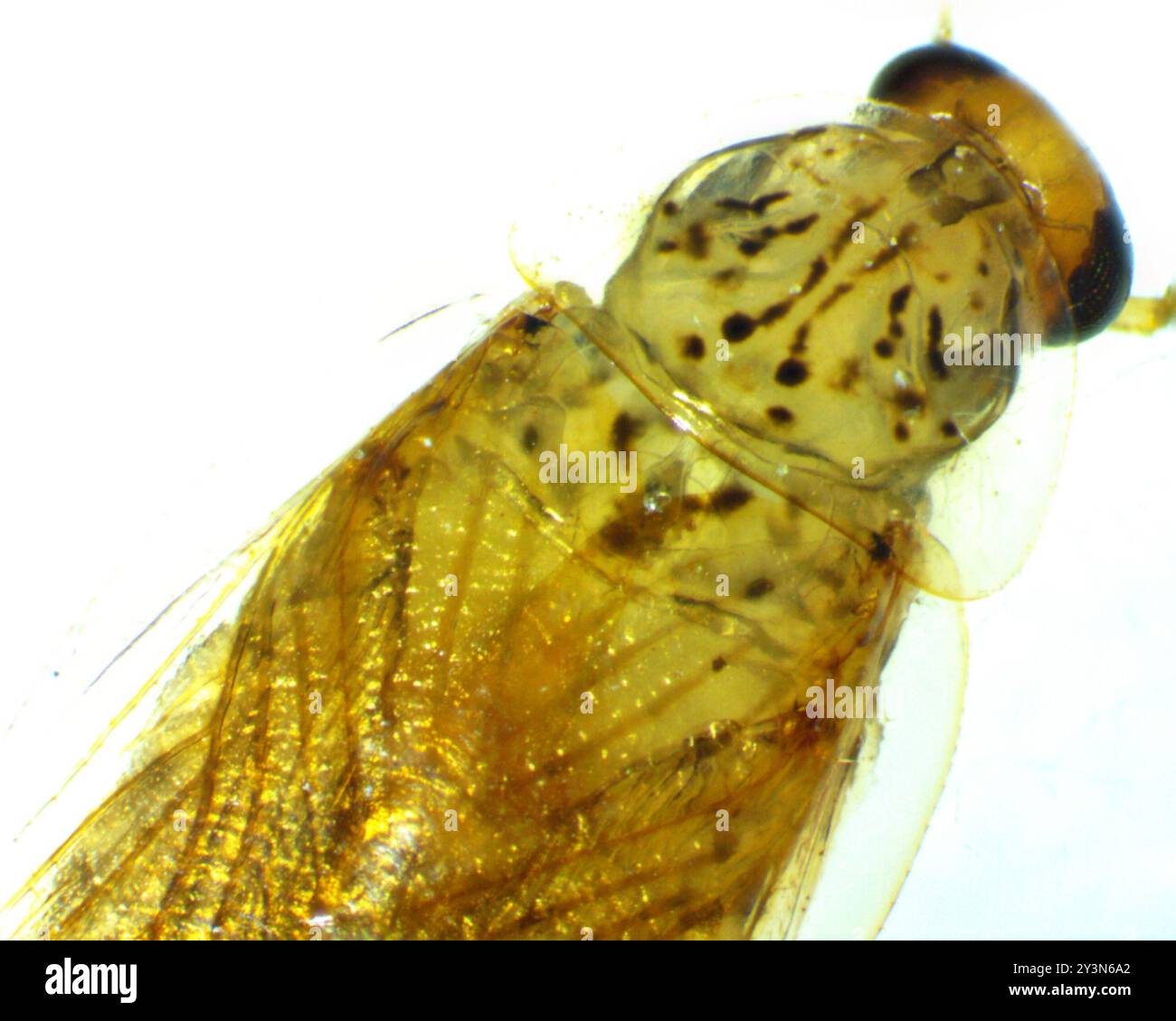 small yellow cockroach (Cariblatta lutea) Insecta Stock Photo - Alamy