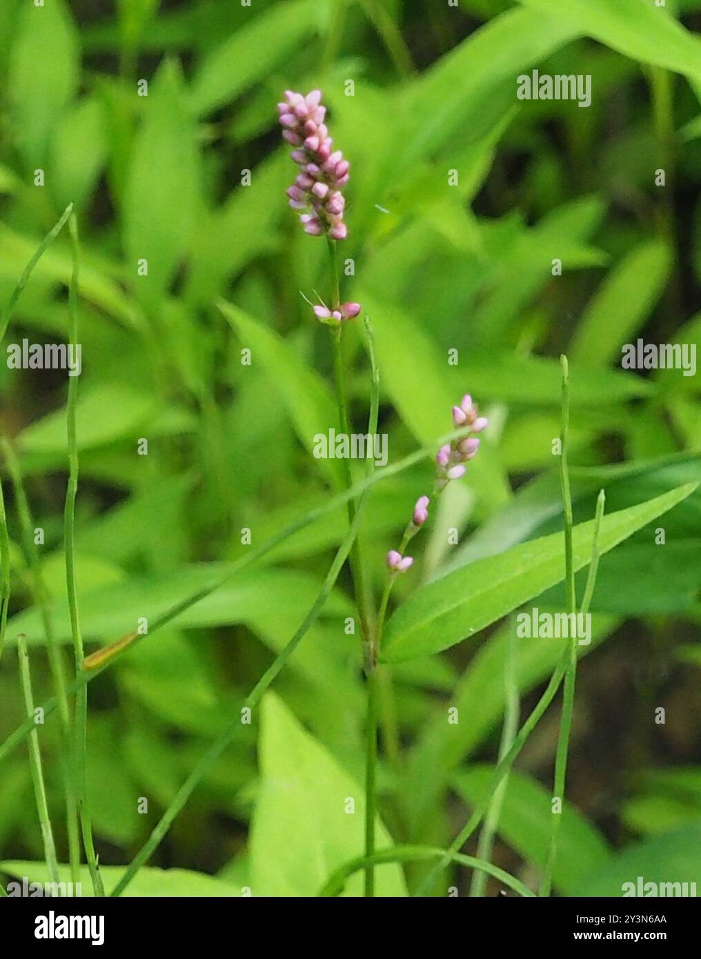 low smartweed (Persicaria longiseta) Plantae Stock Photo - Alamy