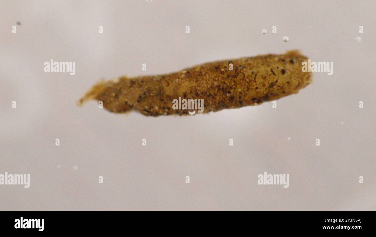 Microcaddisflies (Hydroptilidae) Insecta Stock Photo - Alamy