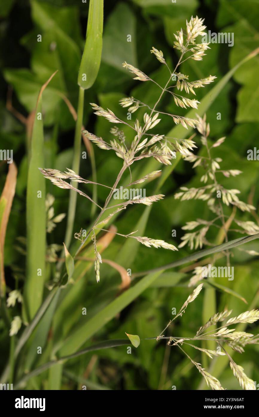 Smooth Meadow-grass (Poa pratensis) Plantae Stock Photo - Alamy