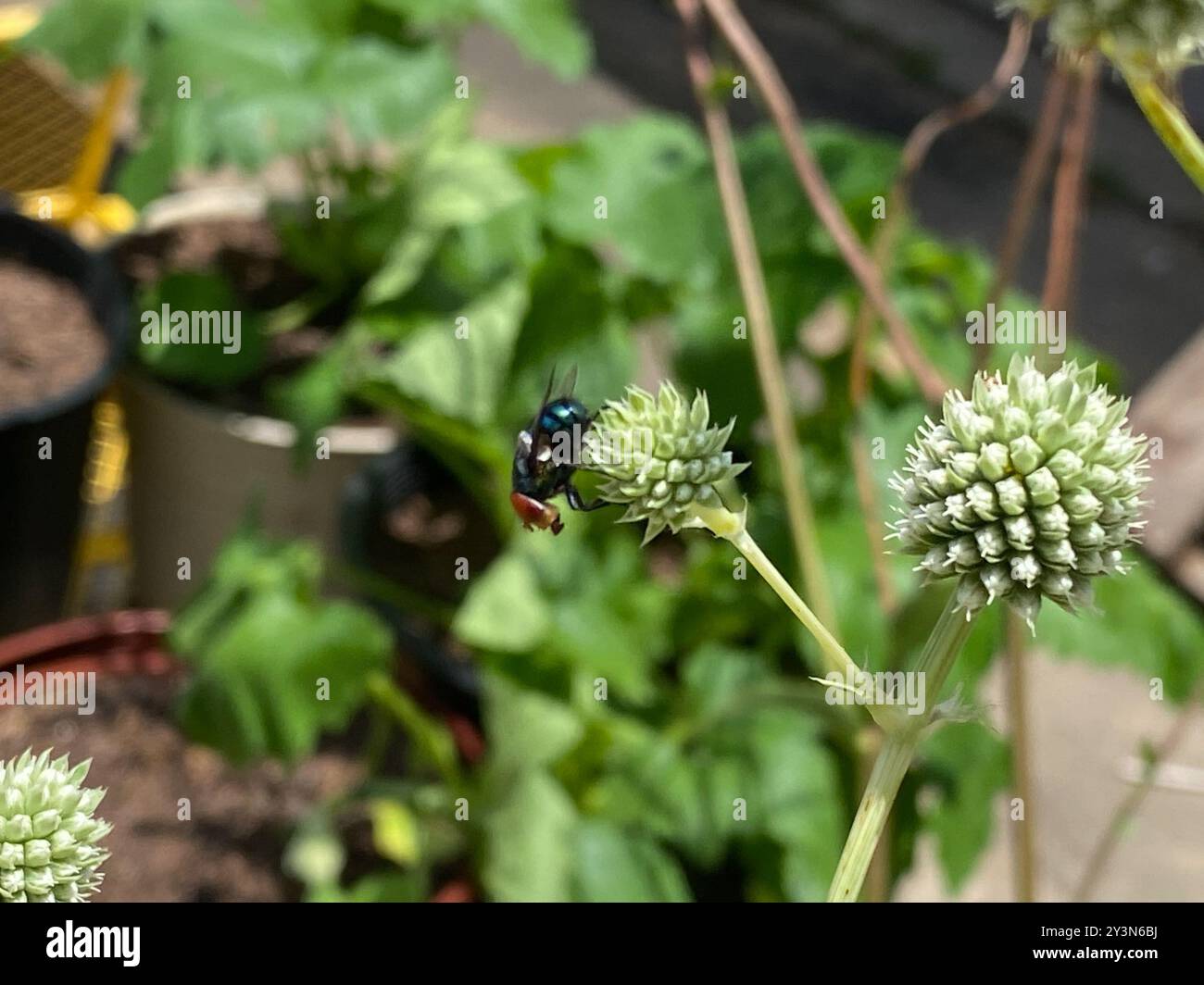 Oriental Latrine Fly (Chrysomya megacephala) Insecta Stock Photo - Alamy